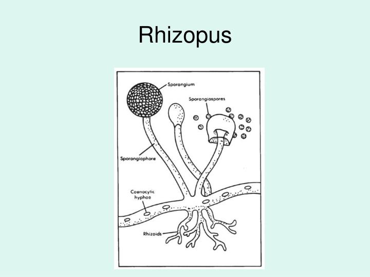 PPT - Kingdom Fungi PowerPoint Presentation - ID:3003677