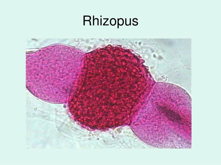 PPT - Kingdom Fungi PowerPoint Presentation - ID:3003677