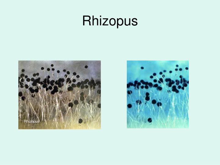 PPT - Kingdom Fungi PowerPoint Presentation - ID:3003677