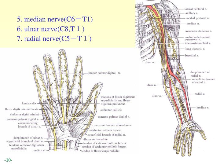 PPT - spinal nerve overview cervical plexus brachial plexus anterior ...