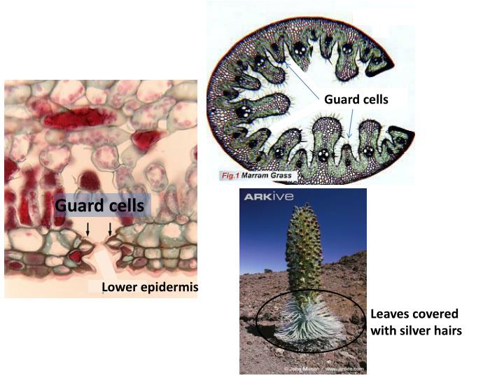 PPT - Factors affecting transpiration PowerPoint Presentation - ID:3005094