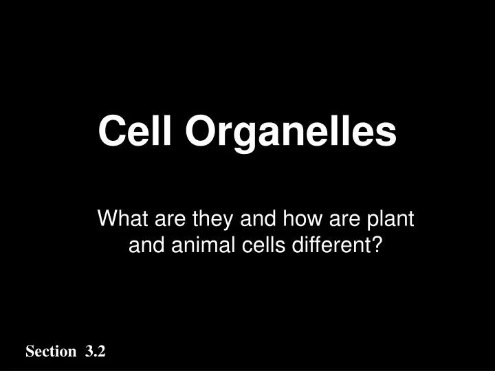 PPT - Cell Organelles PowerPoint Presentation, free download - ID:3005272