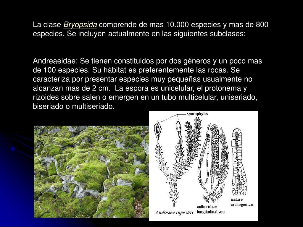 PPT - Briofitas (musgos,anterotosidas hepáticas) PowerPoint ...