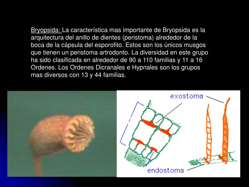 PPT - Briofitas (musgos,anterotosidas hepáticas) PowerPoint ...