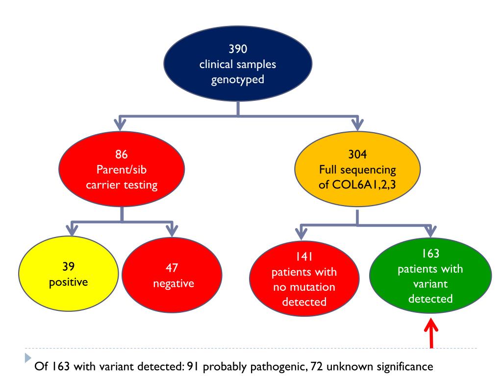 PPT - Clinical and Molecular Characterization of Collagen VI Myopathies ...