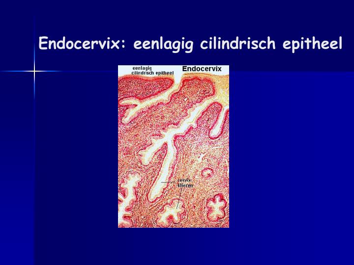PPT - In Speculo…… PowerPoint Presentation - ID:3007387