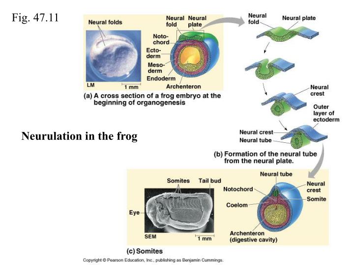 PPT - OUTLINE 6 VI. Morphogenesis A. General features of gastrulation B ...