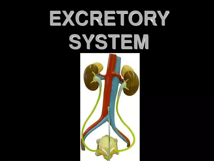 PPT - EXCRETORY SYSTEM PowerPoint Presentation, free download - ID:3007526