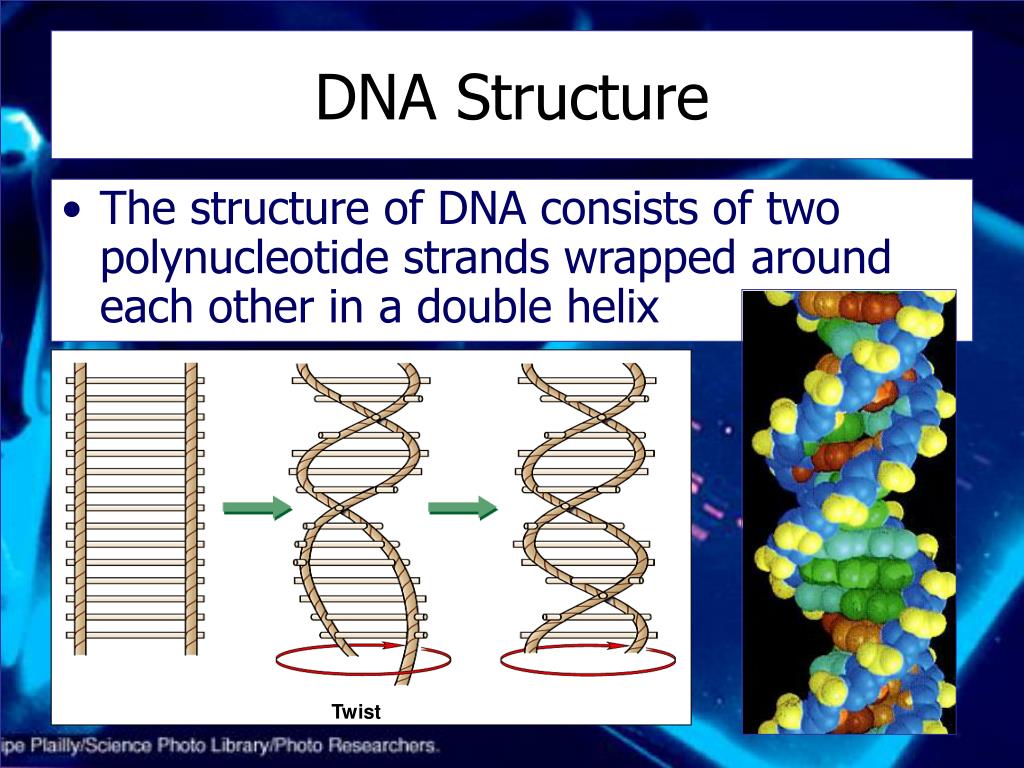 PPT - Molecular Biology of the Gene PowerPoint Presentation, free ...