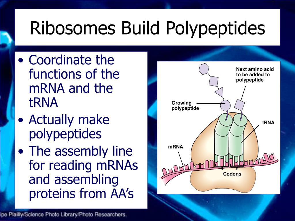 PPT - Molecular Biology of the Gene PowerPoint Presentation, free ...