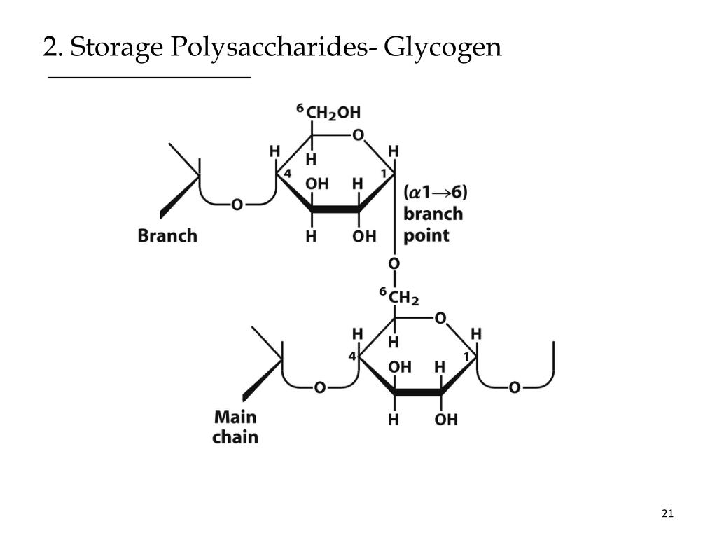 Ppt Disaccharides And Polysaccharides Structure And Function Powerpoint Presentation Id
