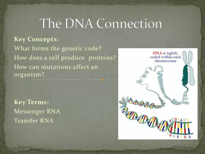 PPT - The DNA Connection PowerPoint Presentation, free download - ID ...