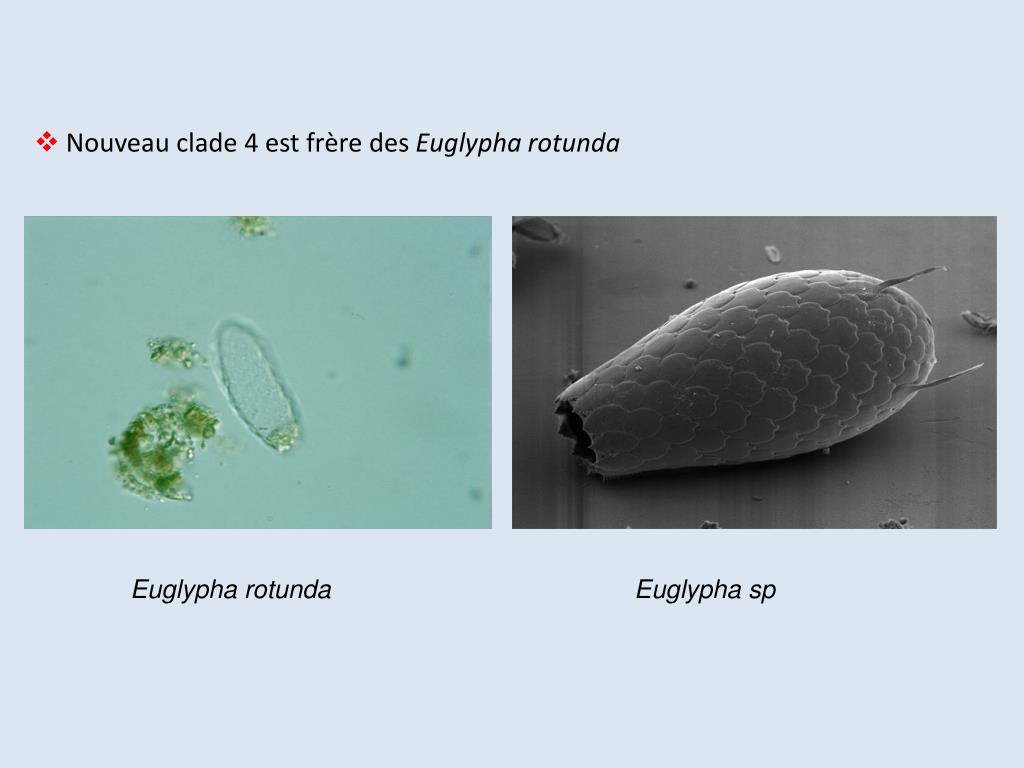 PPT - Exploring Fungal Zooflagellates in Freshwater Picoeukaryotes ...