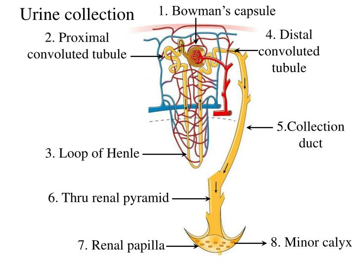 PPT - Urinary System PowerPoint Presentation - ID:3008674