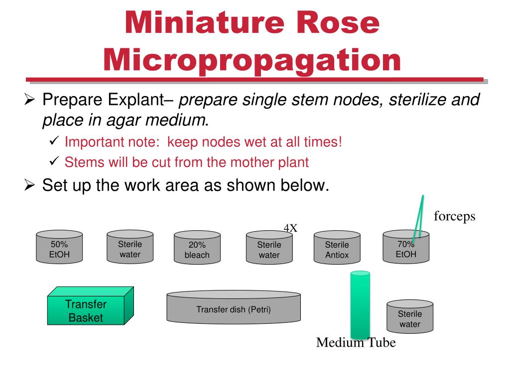 PPT - Plant and Mammalian Tissue Culture PowerPoint Presentation, free ...