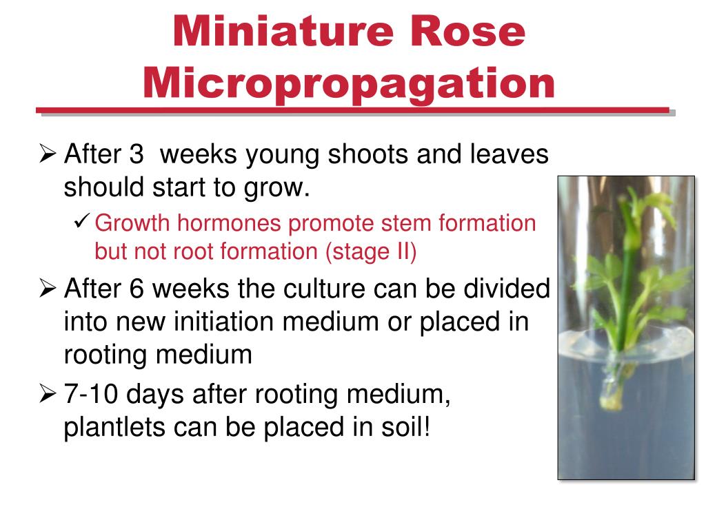 PPT - Plant and Mammalian Tissue Culture PowerPoint Presentation, free ...