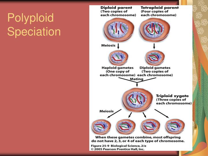 PPT - Speciation PowerPoint Presentation - ID:3009741