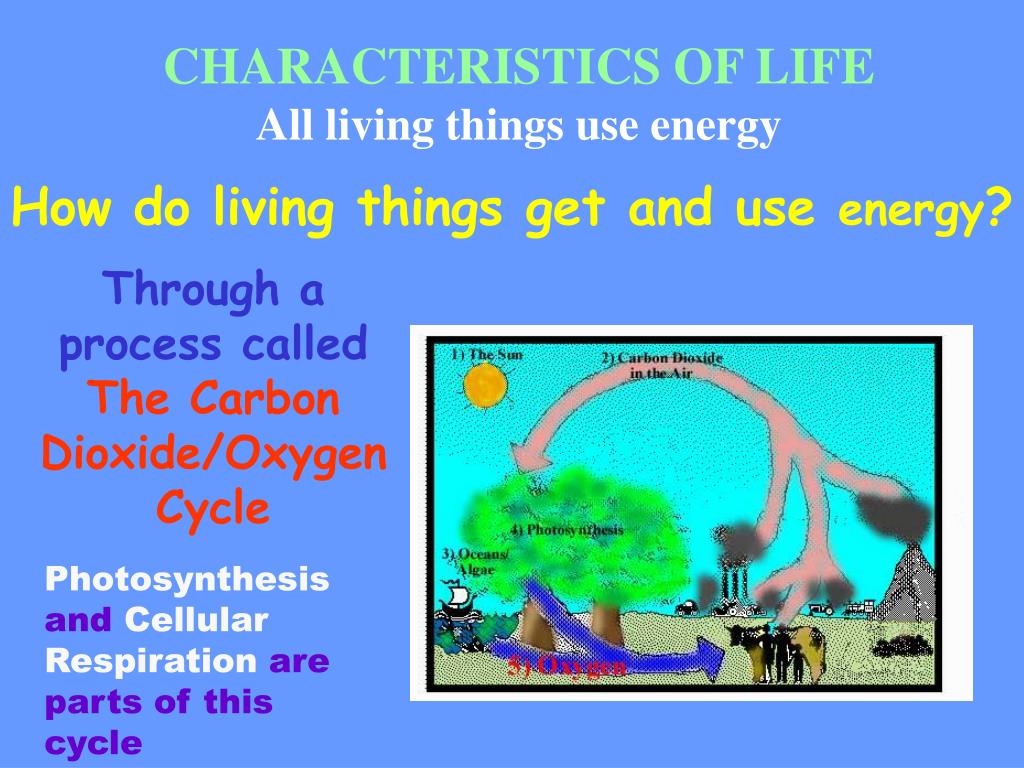 PPT - CHARACTERISTICS OF LIFE All living things use energy PowerPoint ...