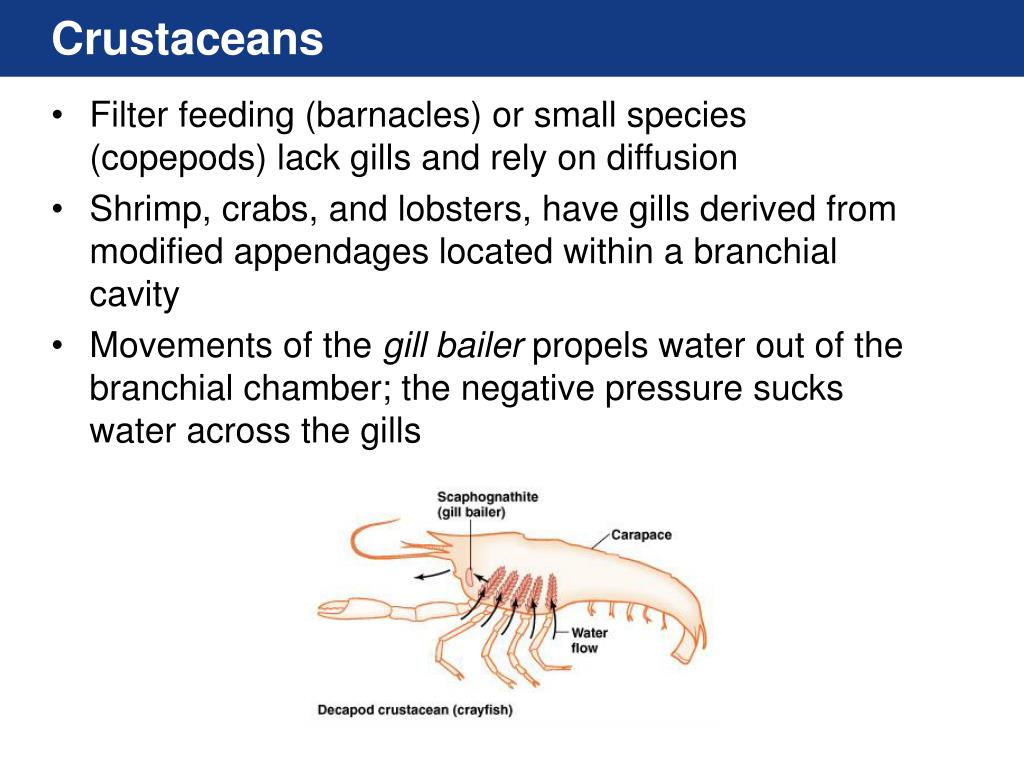 PPT - Understanding the Mechanisms of Respiration and Gas Exchange in ...