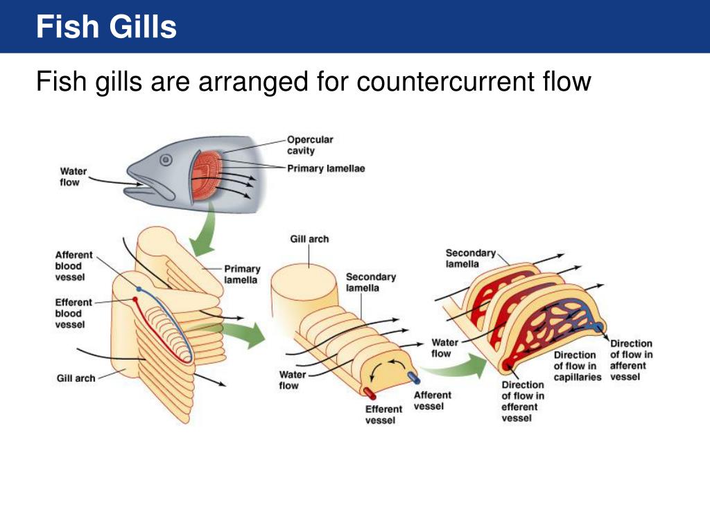 PPT - Understanding the Mechanisms of Respiration and Gas Exchange in ...