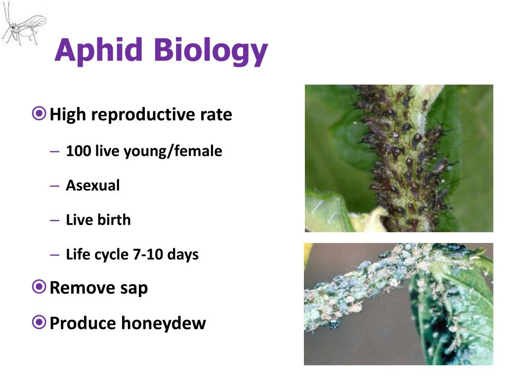 PPT - Greenhouse Insect Biology and Management PowerPoint Presentation ...