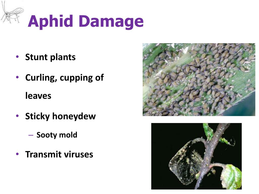 PPT - Greenhouse Insect Biology and Management PowerPoint Presentation ...