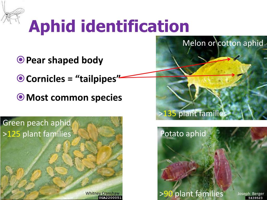 PPT - Greenhouse Insect Biology and Management PowerPoint Presentation ...