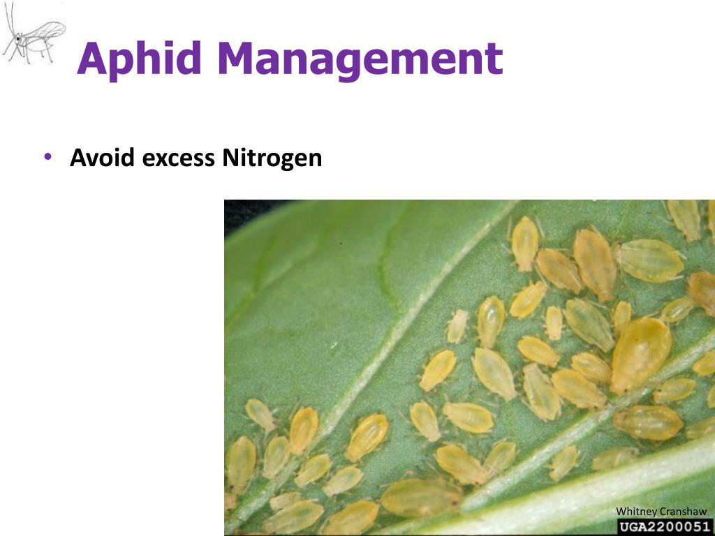 PPT - Greenhouse Insect Biology and Management PowerPoint Presentation - ID:3013184