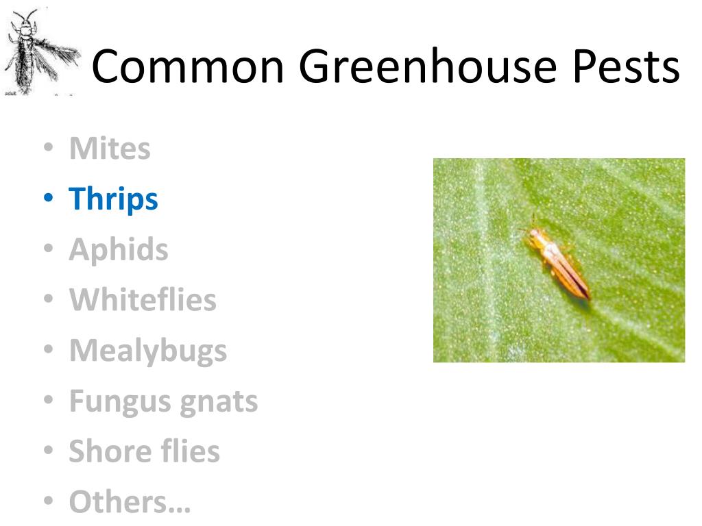 PPT - Greenhouse Insect Biology and Management PowerPoint Presentation ...