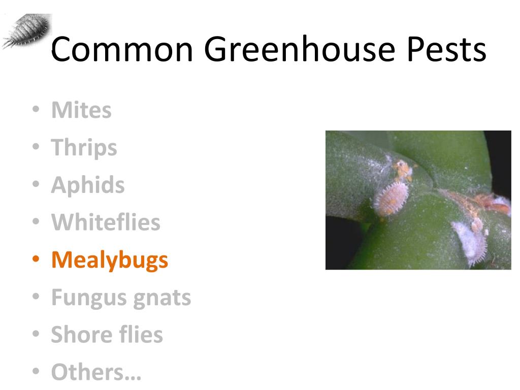 PPT - Greenhouse Insect Biology and Management PowerPoint Presentation ...