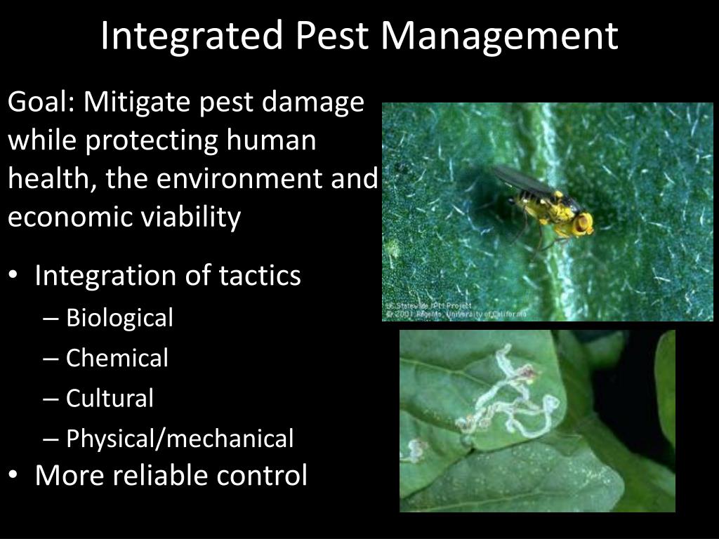 PPT - Greenhouse Insect Biology and Management PowerPoint Presentation ...