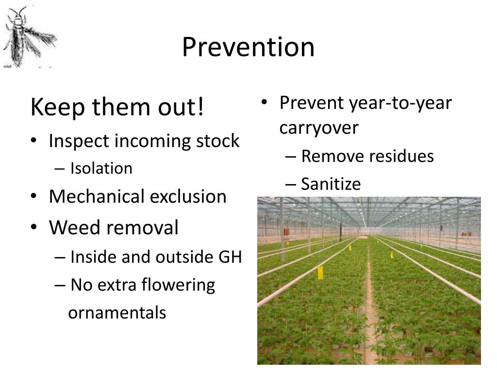 PPT - Greenhouse Insect Biology and Management PowerPoint Presentation ...