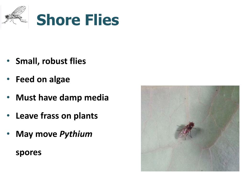 PPT - Greenhouse Insect Biology and Management PowerPoint Presentation ...