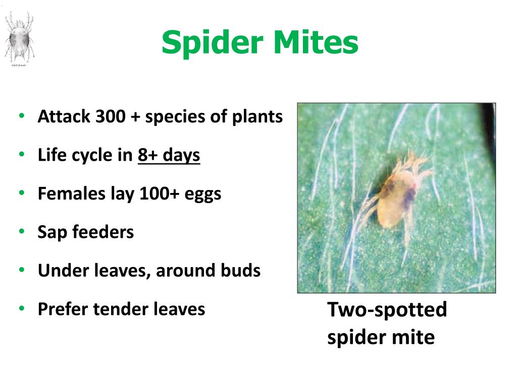 PPT - Greenhouse Insect Biology and Management PowerPoint Presentation ...