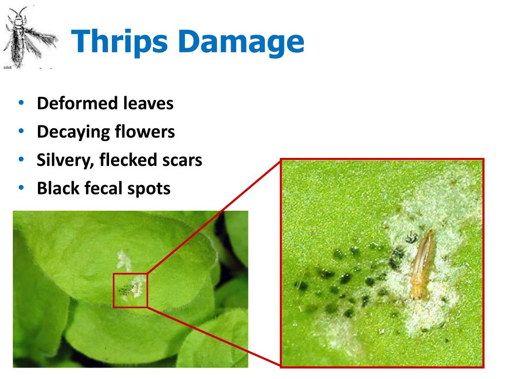 PPT - Greenhouse Insect Biology and Management PowerPoint Presentation ...