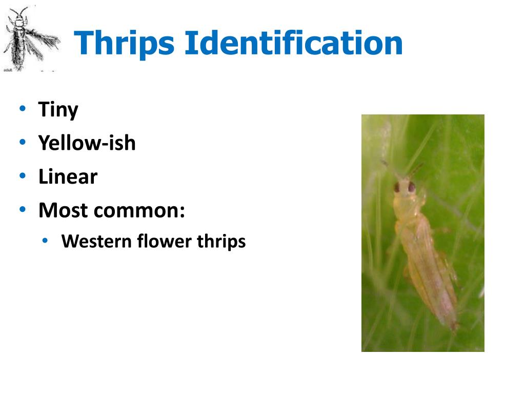 PPT - Greenhouse Insect Biology and Management PowerPoint Presentation ...
