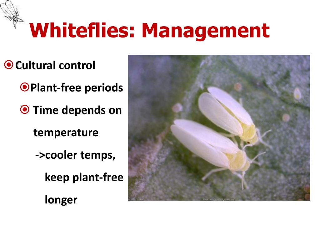 PPT - Greenhouse Insect Biology and Management PowerPoint Presentation - ID:3013184