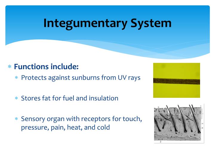 PPT - Integumentary System PowerPoint Presentation - ID:3013750