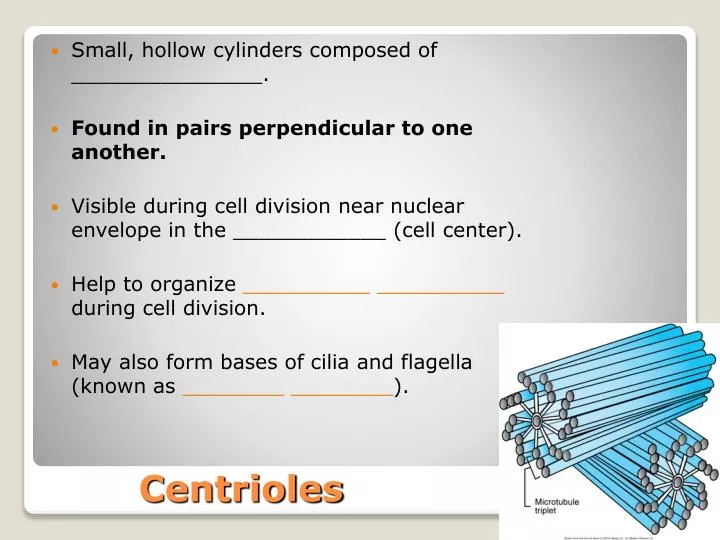 PPT - Centrioles PowerPoint Presentation, free download - ID:3014157