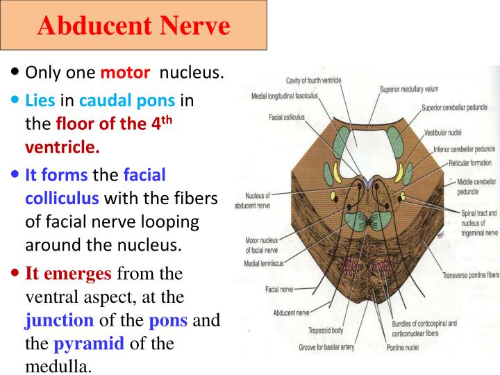 PPT - Cranial nerves II,III, IV,VI and Visual Pathway PowerPoint ...