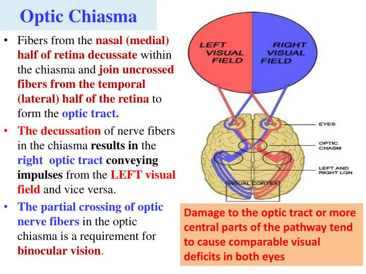 PPT - Cranial nerves II,III, IV,VI and Visual Pathway PowerPoint ...