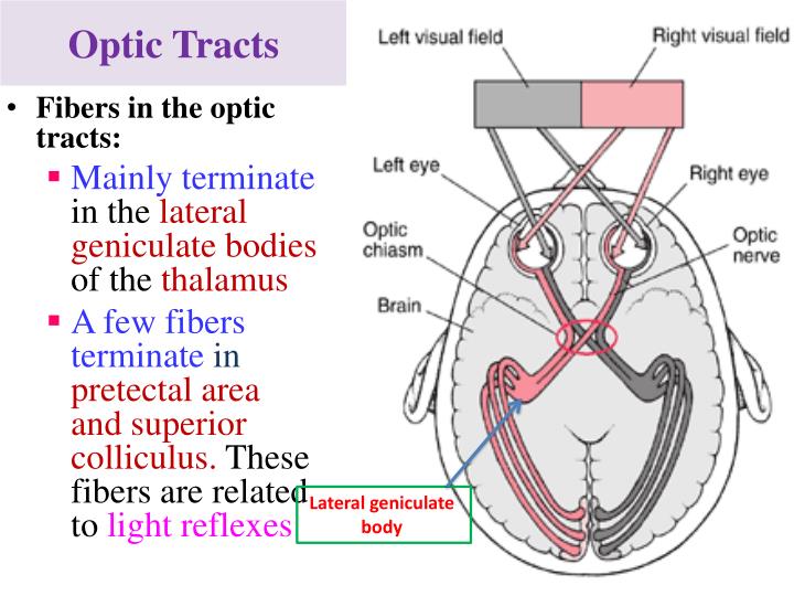 PPT - Cranial nerves II,III, IV,VI and Visual Pathway PowerPoint ...
