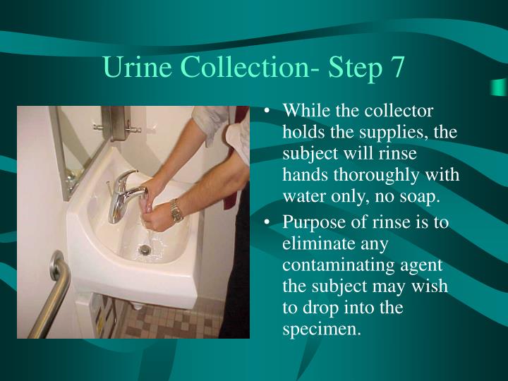 PPT - Urine Collection and Chain of Custody Procedures PowerPoint ...