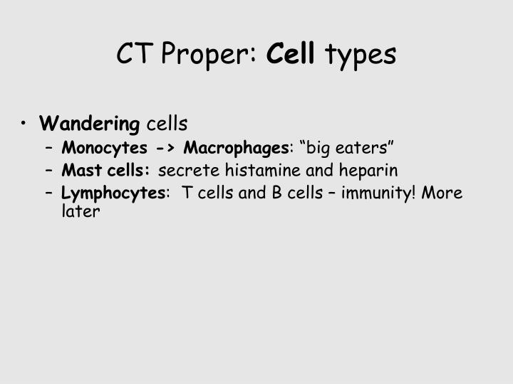PPT - Connective Tissue PowerPoint Presentation - ID:3014703