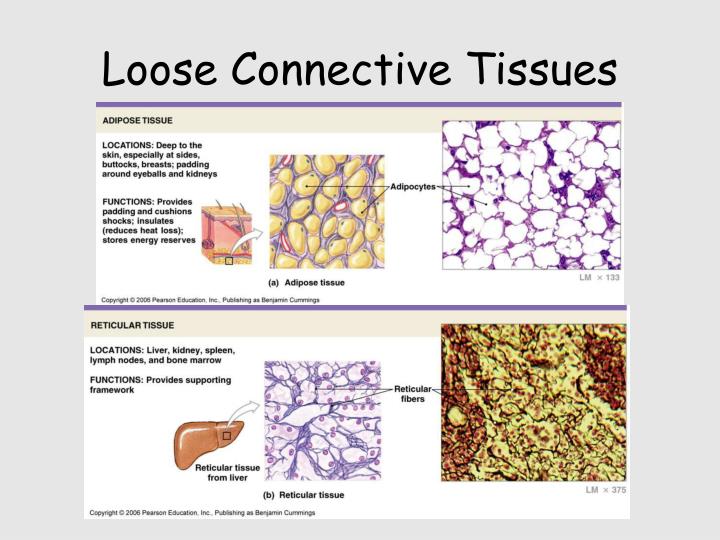 PPT - Connective Tissue PowerPoint Presentation - ID:3014703