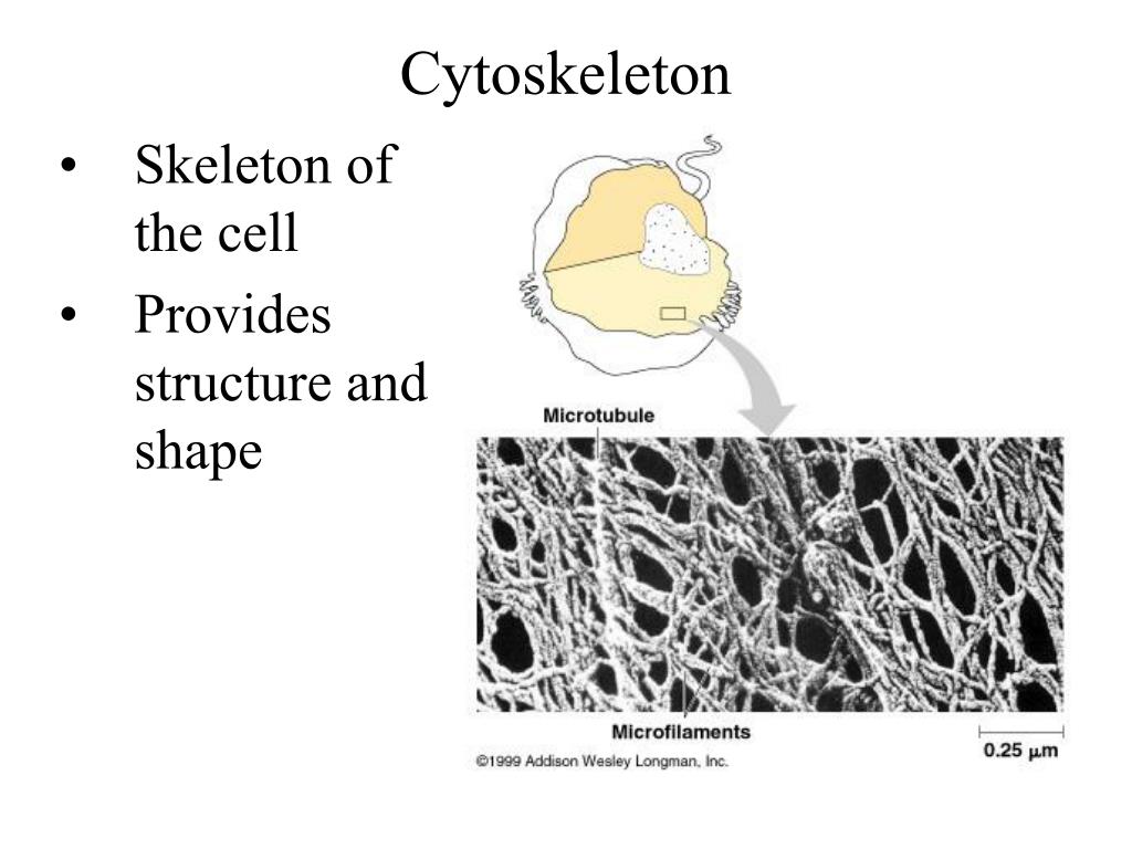 PPT - Biology II - Cell Theory Review PowerPoint Presentation, free ...