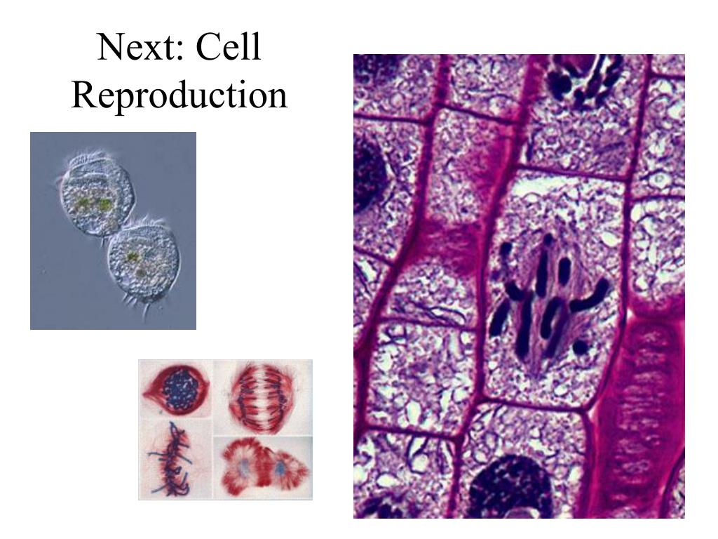 PPT - Biology II - Cell Theory Review PowerPoint Presentation, free ...