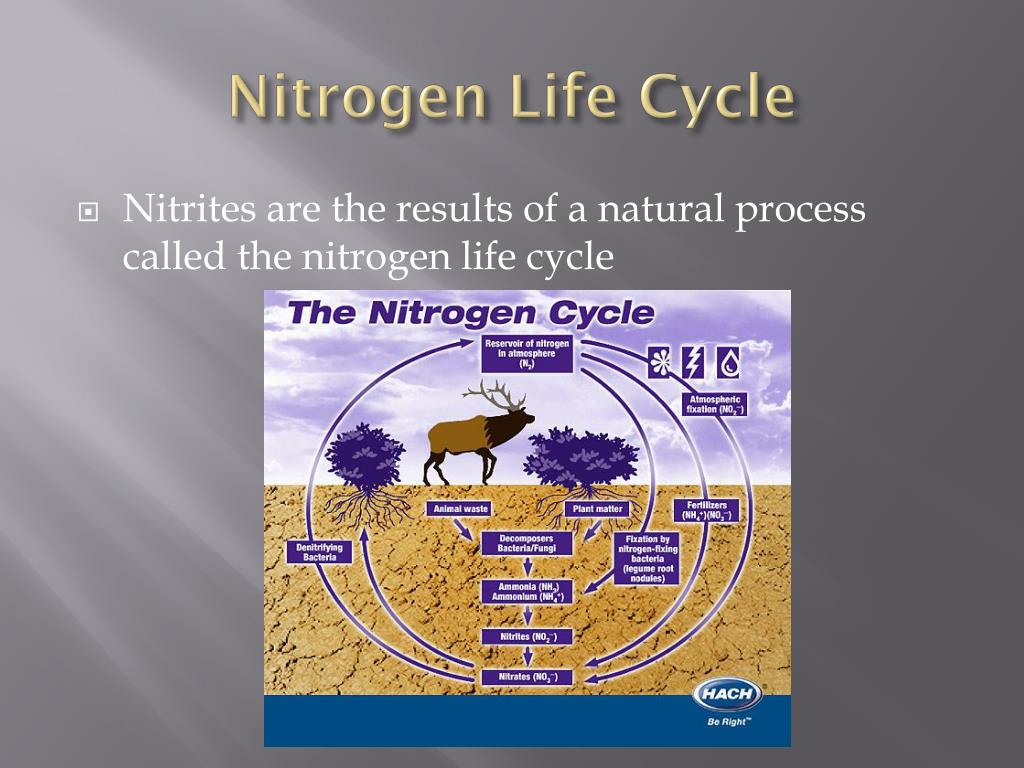 PPT - Correlation between nitrites in drinking water & Blue Baby ...