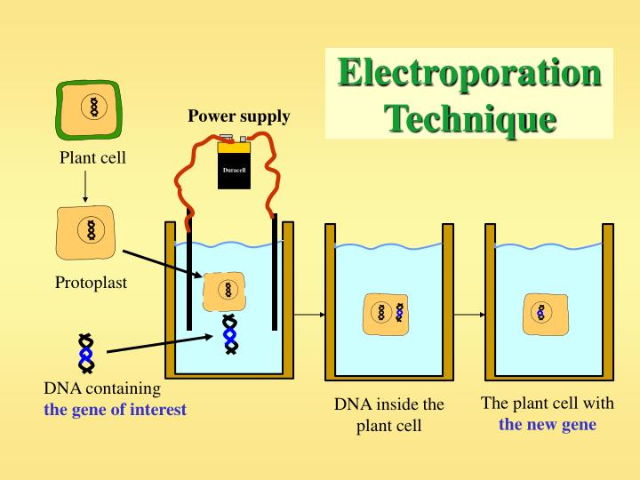 PPT - The Plant World and Genetic Engineering PowerPoint Presentation ...
