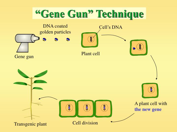 PPT - The Plant World and Genetic Engineering PowerPoint Presentation ...